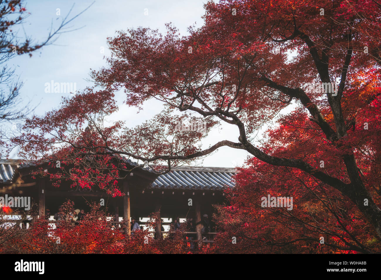 Dongfu hi-res stock photography and images - Alamy