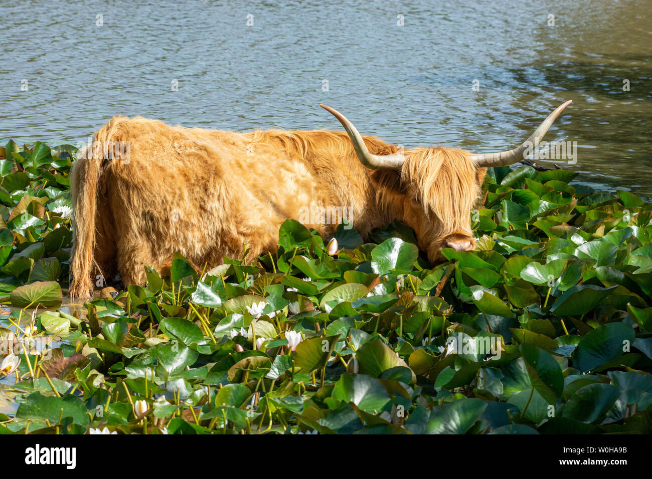 Highland cow among lilies in a pond on in hot weather, Stoney Cross ...