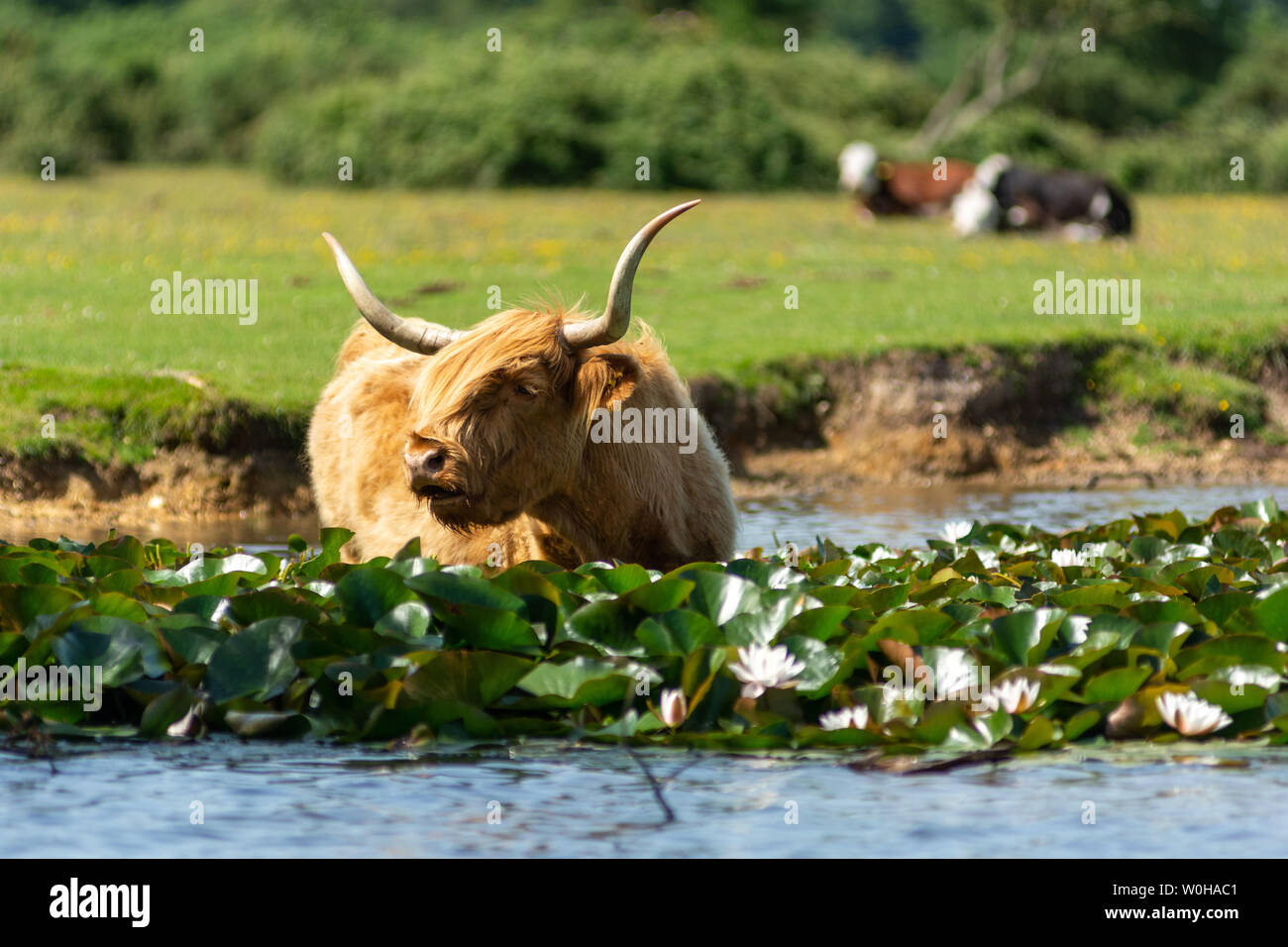 Highland cow grazing on lilies in a pond on in hot weather, Stoney ...