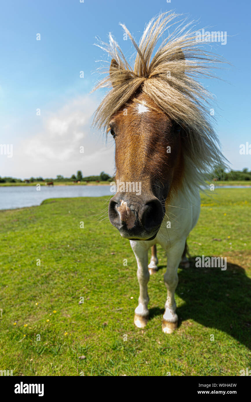 New Forest Shetland pony at Stoney Cross, Hampshire, with its mane hair ...