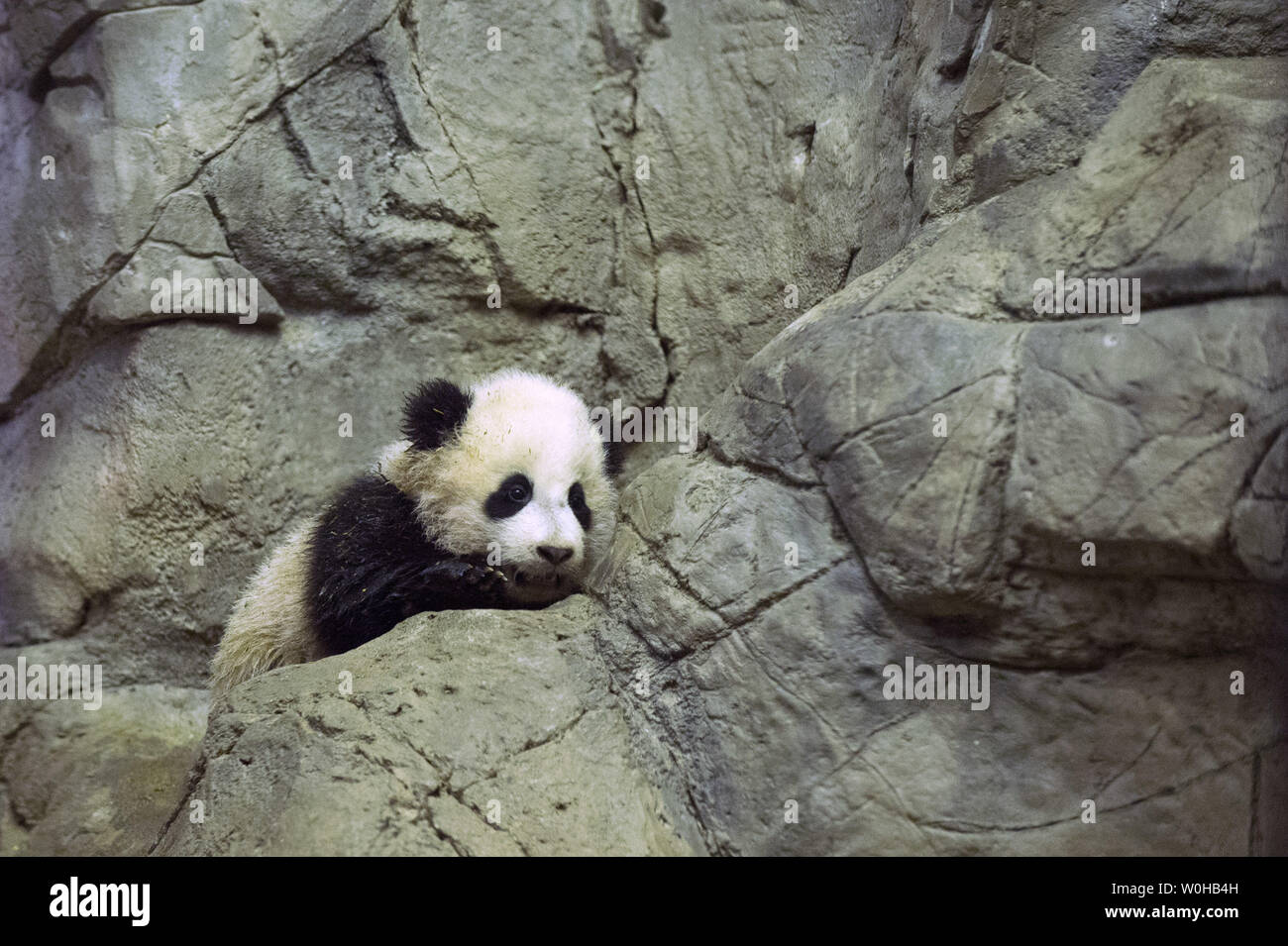 Panda bao bao hi-res stock photography and images - Alamy