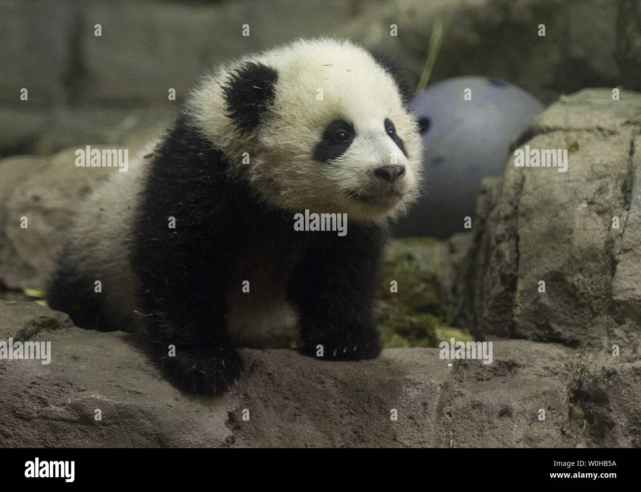 Panda Bao Bao Stock Photos & Panda Bao Bao Stock Images - Alamy