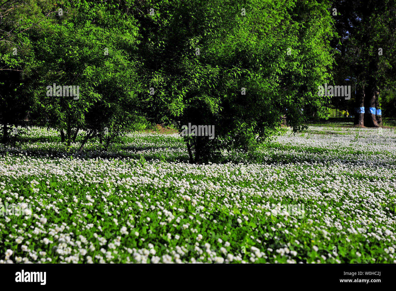 Spring forest flowers and plants picture Stock Photo - Alamy