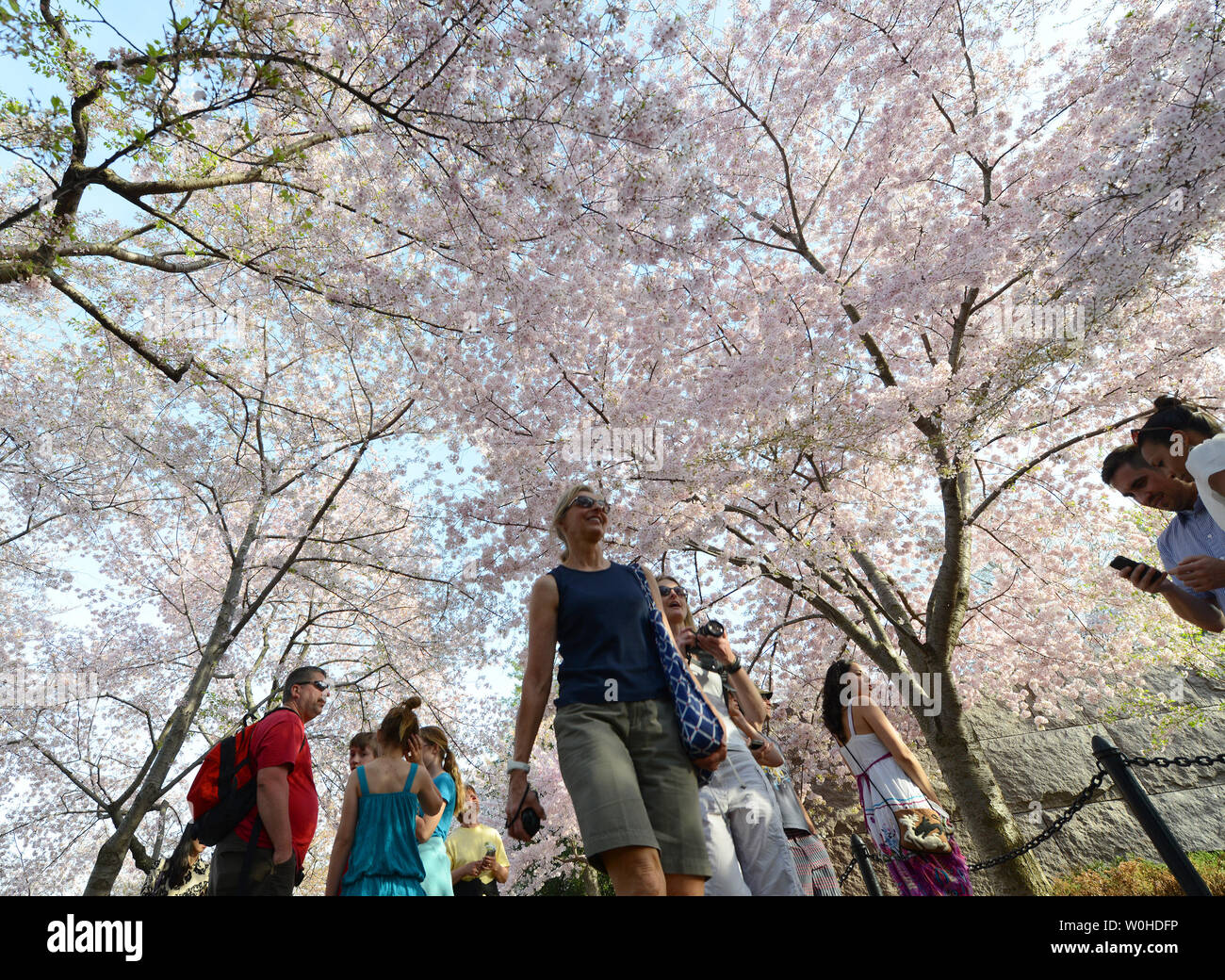 Visitors to the Tidal Basin walk among cherry blossom trees in ...