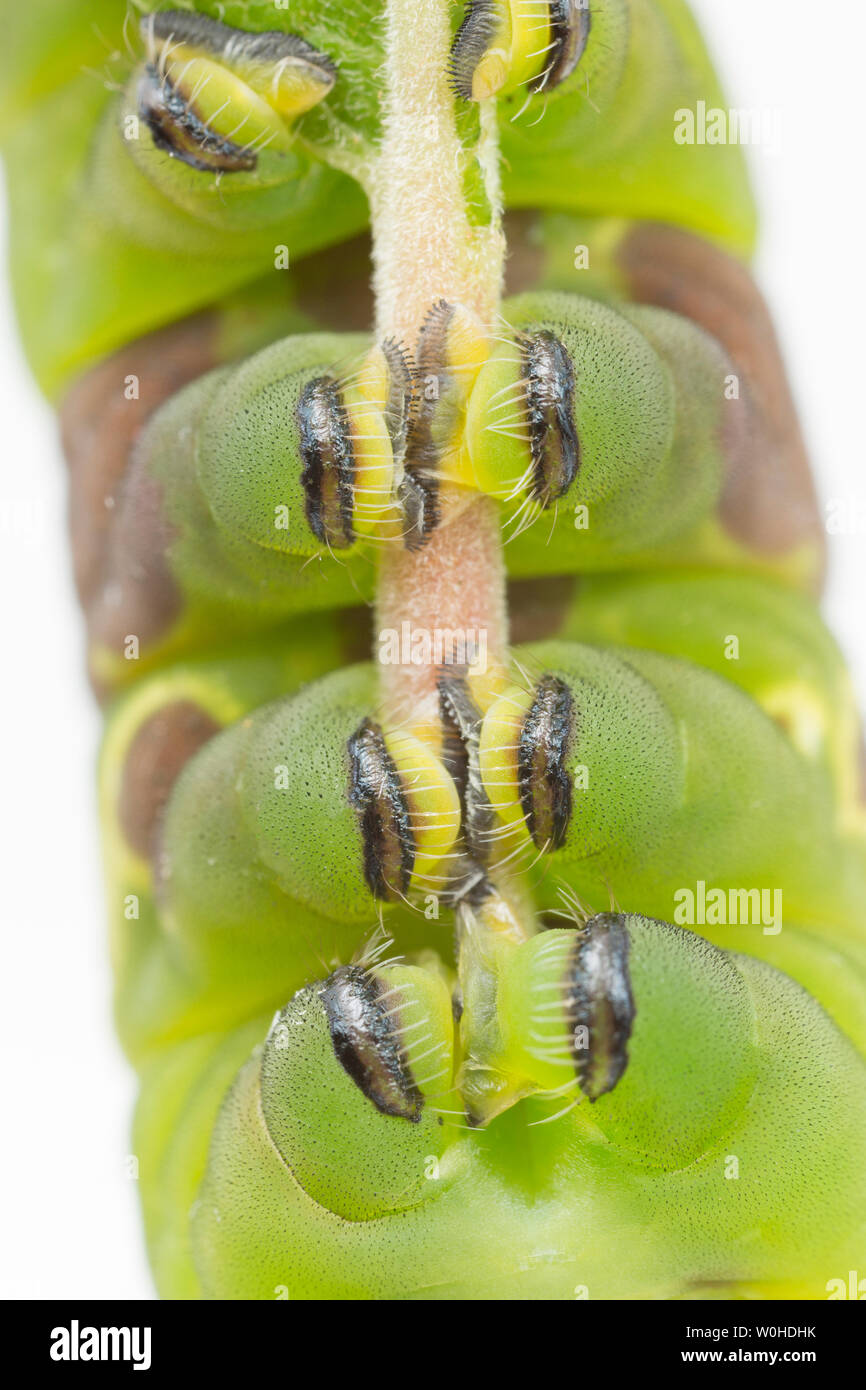 Larva prolegs hi-res stock photography and images - Alamy