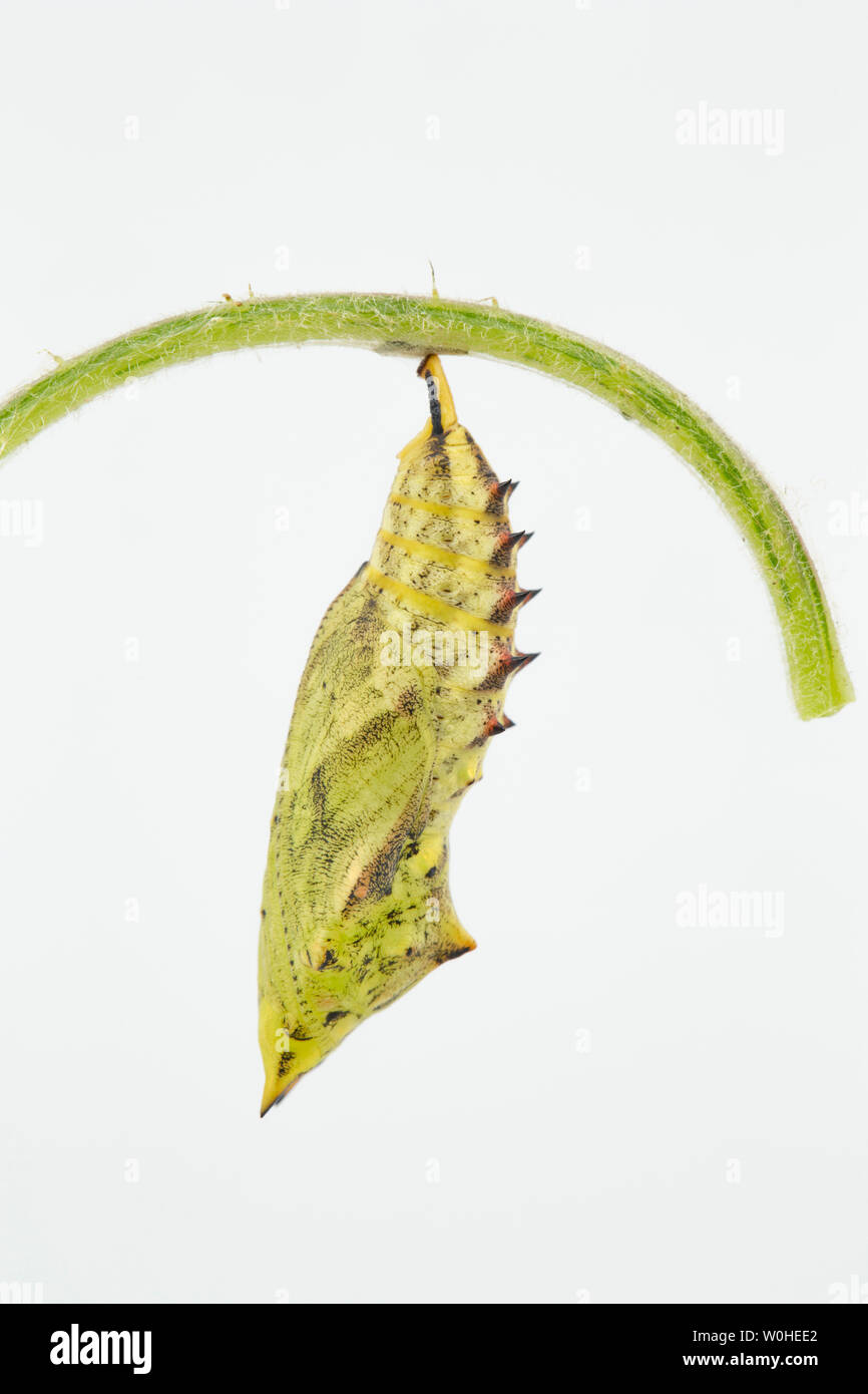 Chrysalis butterfly hi-res stock photography and images - Alamy