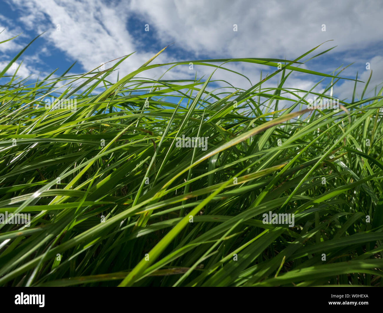 Low camera perspective hi-res stock photography and images - Alamy