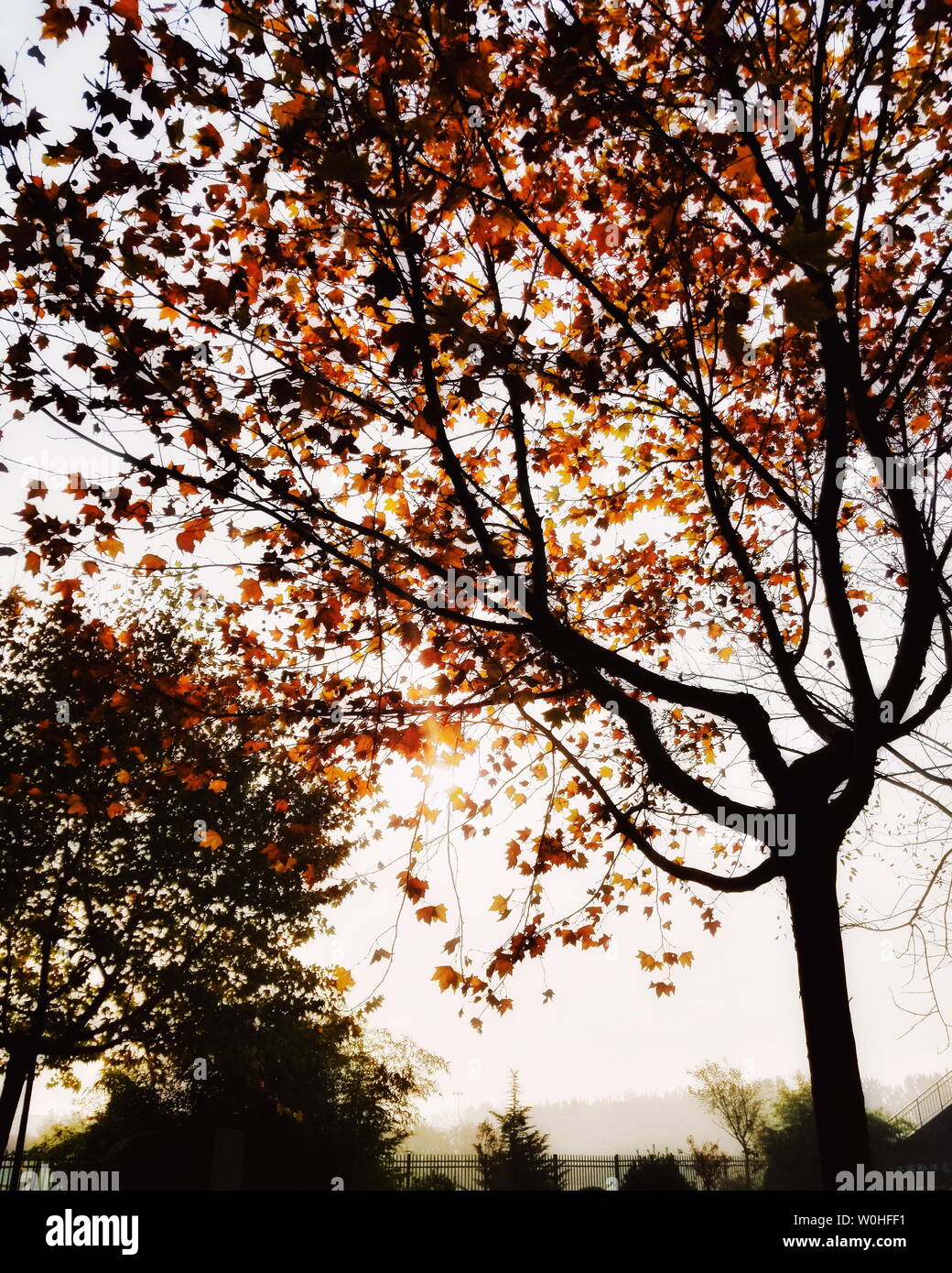 Dusk trees and leaves hi-res stock photography and images - Alamy
