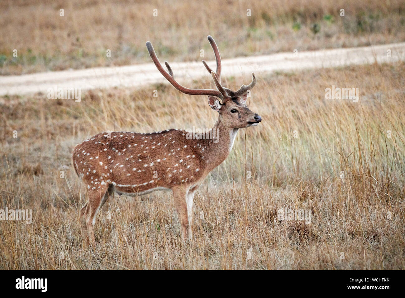 An axis deer hi-res stock photography and images - Alamy