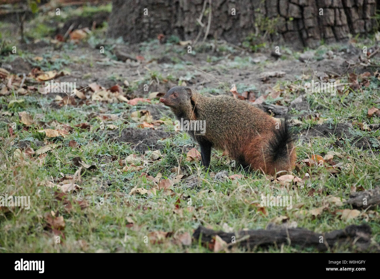 Halsstreifenmanguste hi-res stock photography and images - Alamy