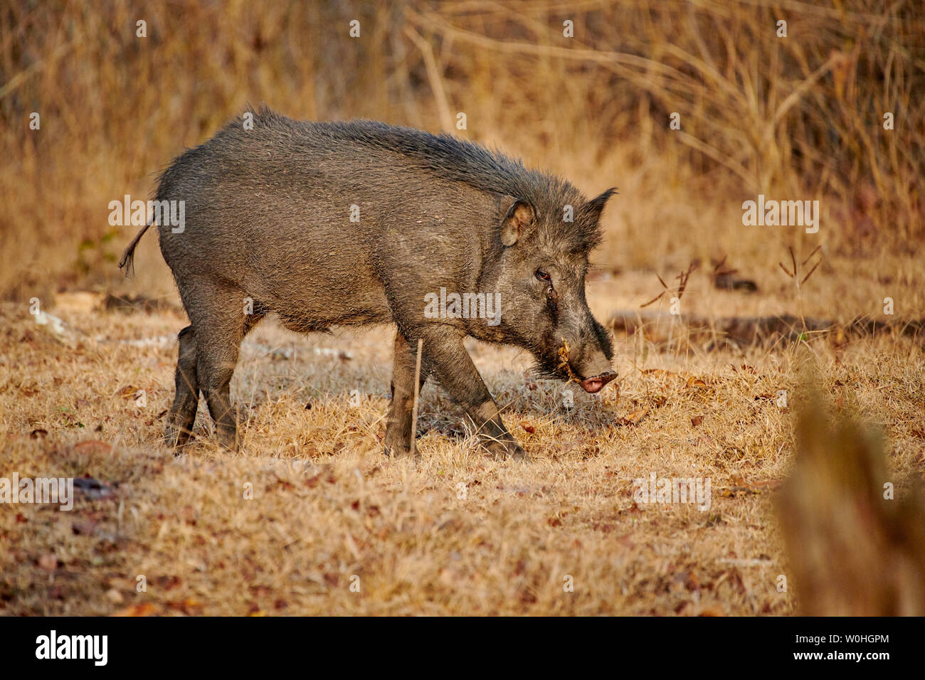 Andamanese pig hi-res stock photography and images - Alamy