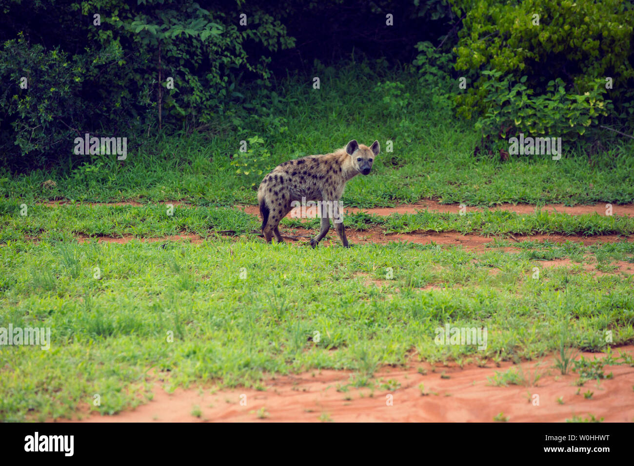 Africa, Zimbabwe, Haina, hyenas, animals, nature primitive Stock Photo ...