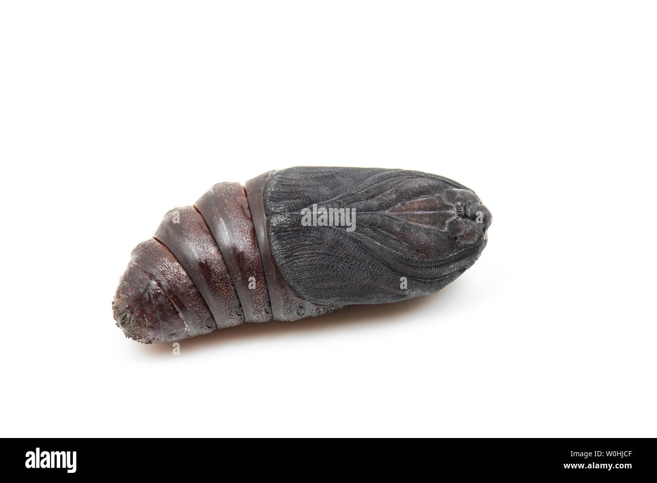Moth chrysalis hi-res stock photography and images - Alamy