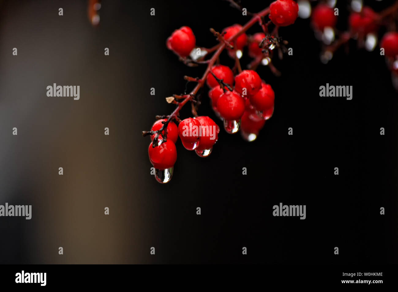 Fire bean plant hi-res stock photography and images - Alamy