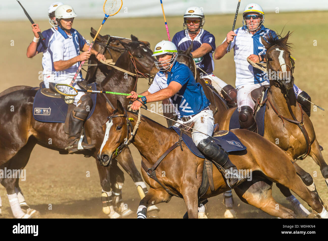 Polocrosse equestrian sport horses pony rider players closeup fast game ...