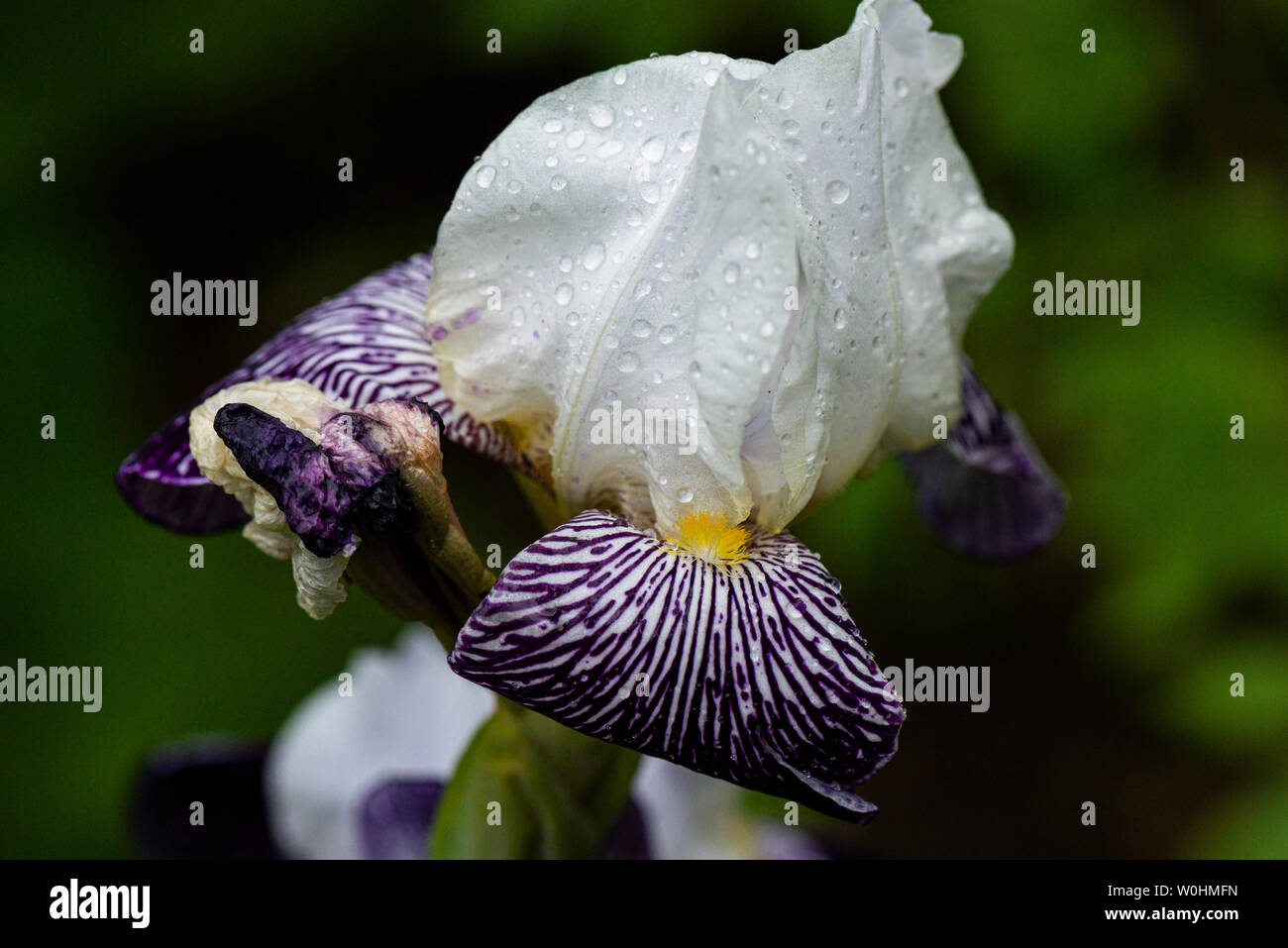 Purpled veined flower hi-res stock photography and images - Alamy