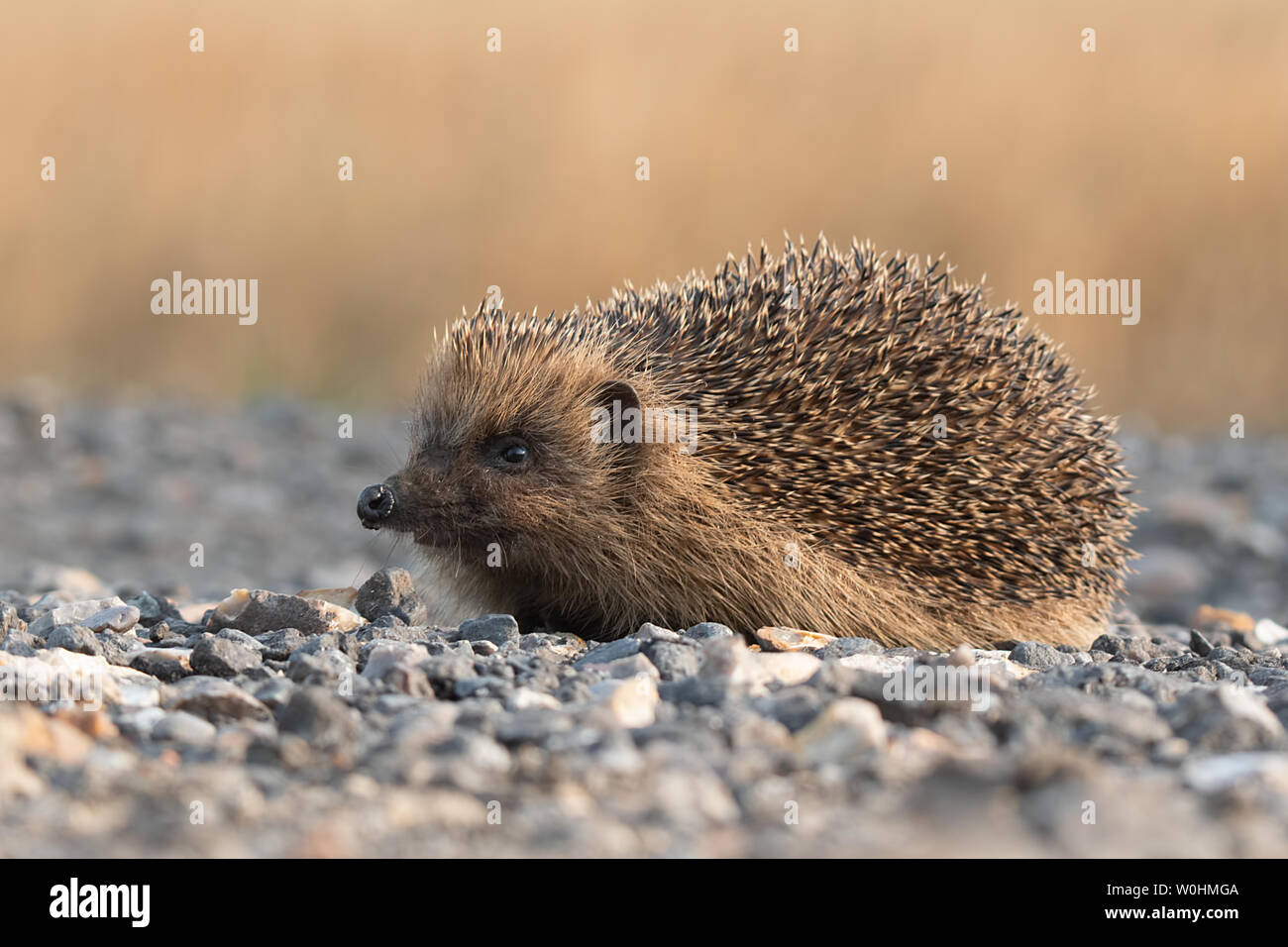 Stumpy legs hi-res stock photography and images - Alamy