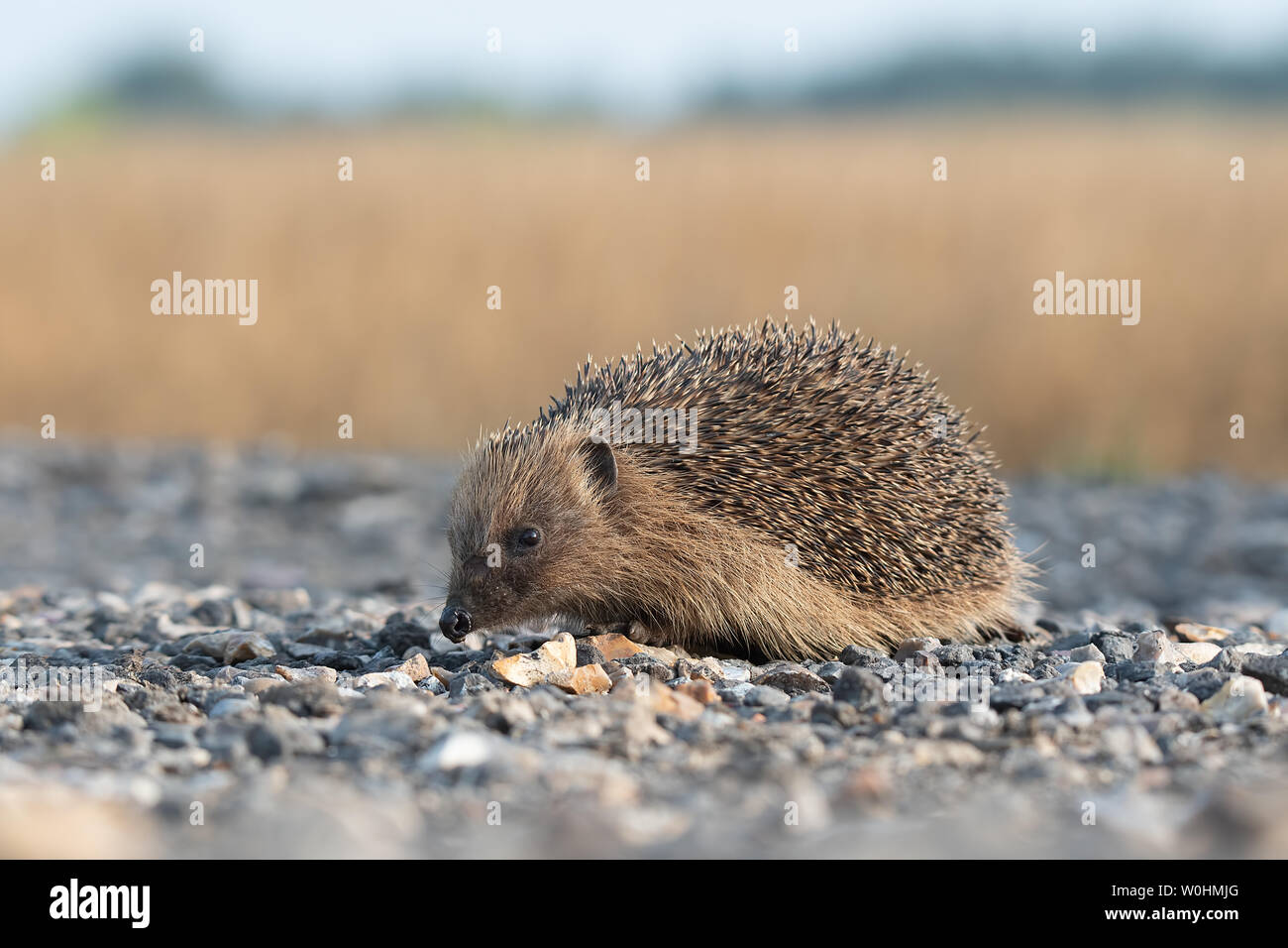 Hedgehog walking along Stoney path on the Isle of Sheppey, Kent, UK in ...