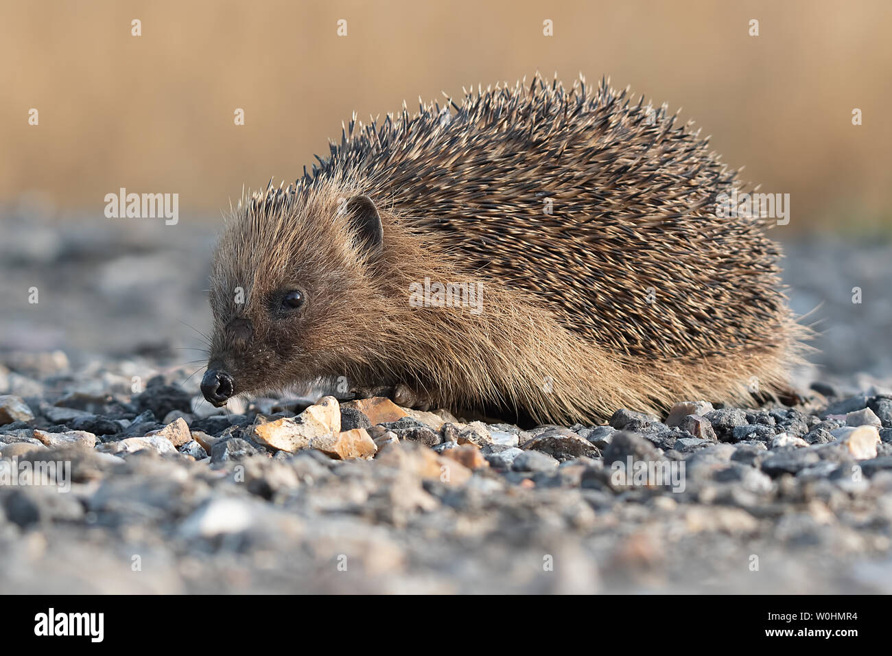 Hedgehog walking along Stoney path on the Isle of Sheppey, Kent, UK in ...