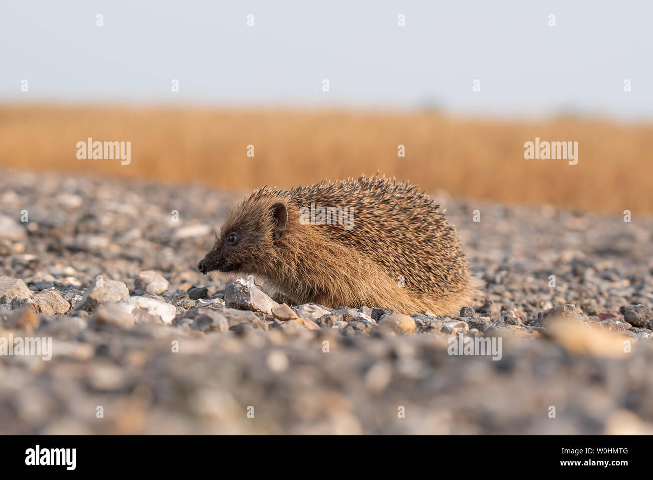 Hedgehog walking along Stoney path on the Isle of Sheppey, Kent, UK in ...