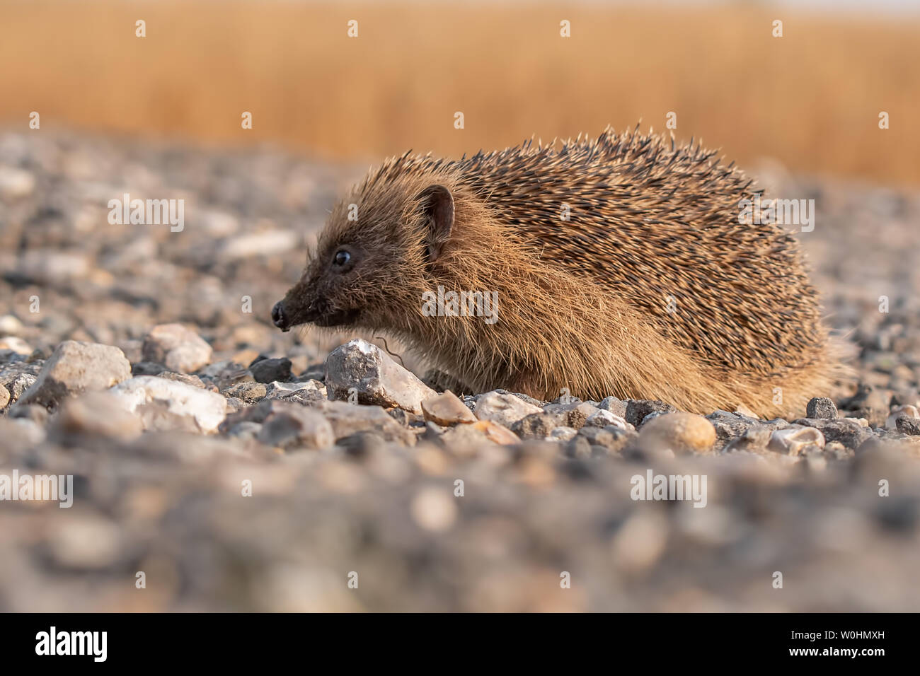 Hedgehog walking along Stoney path on the Isle of Sheppey, Kent, UK in ...