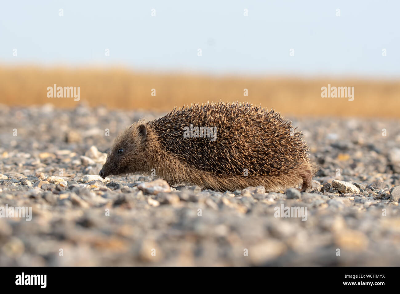 Hedgehog walking along Stoney path on the Isle of Sheppey, Kent, UK in ...