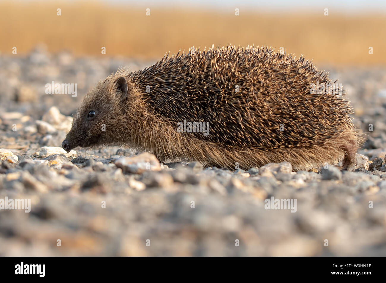 Hedgehog walking along Stoney path on the Isle of Sheppey, Kent, UK in ...