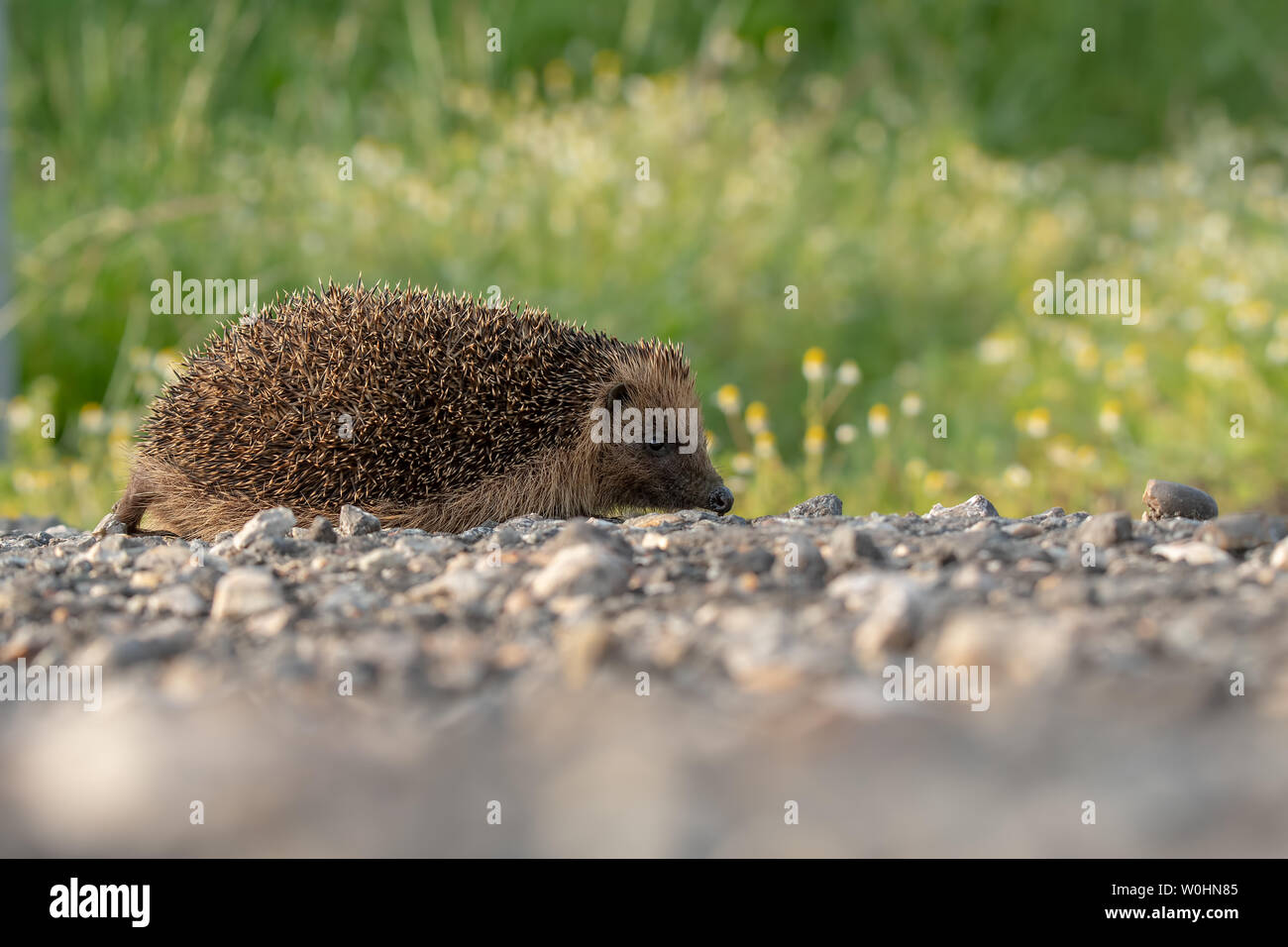 Hedgehog walking along Stoney path on the Isle of Sheppey, Kent, UK in ...