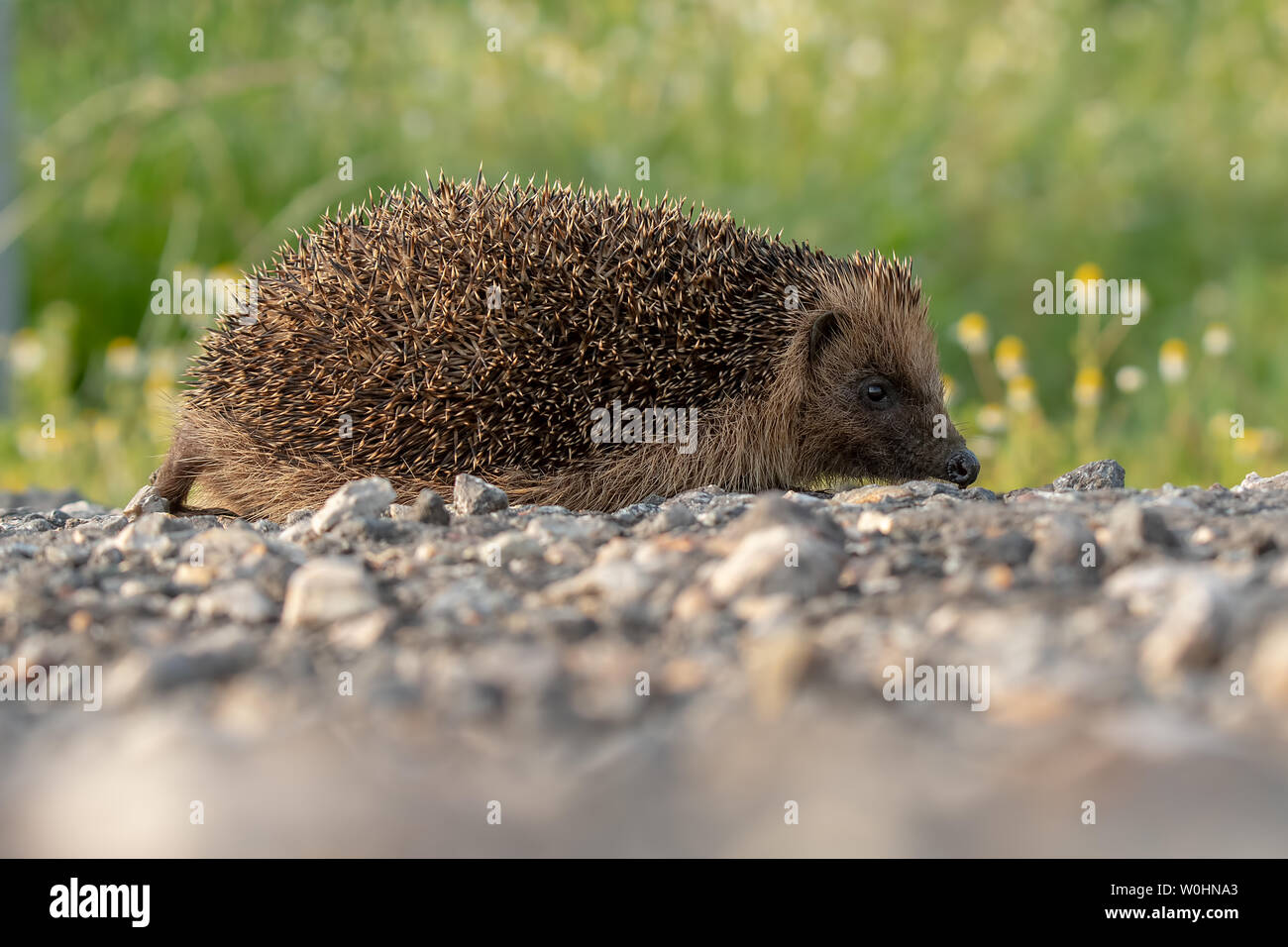 Hedgehog walking along Stoney path on the Isle of Sheppey, Kent, UK in ...