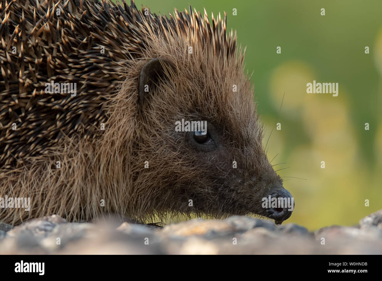 Hedgehog face on hi-res stock photography and images - Alamy