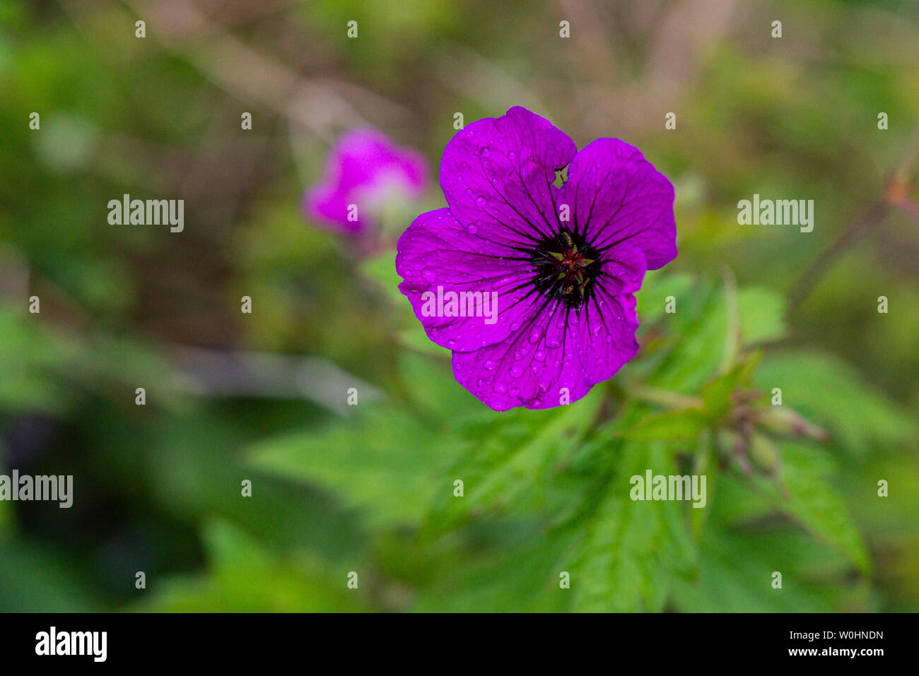 The flower of an Armenian cranesbill (Geranium psilostemon Stock Photo ...