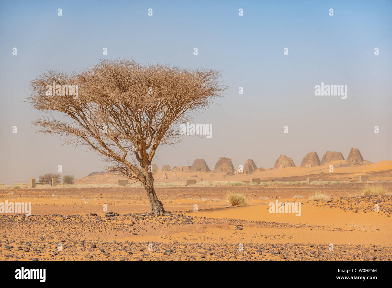 Acacia tree in the desert of Sudan with a group of pyramids in the ...