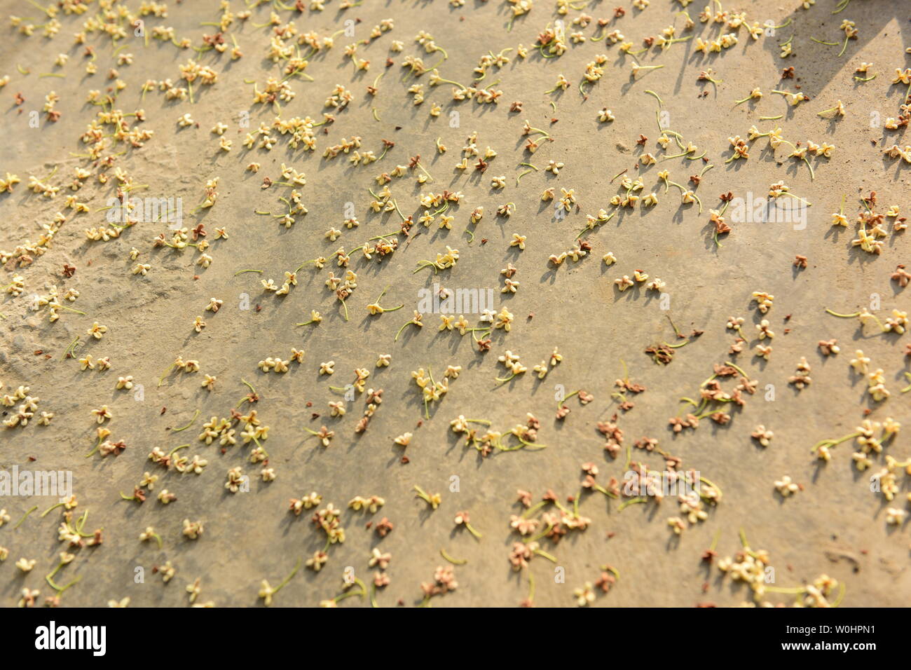 Silver osmanthus hi-res stock photography and images - Alamy