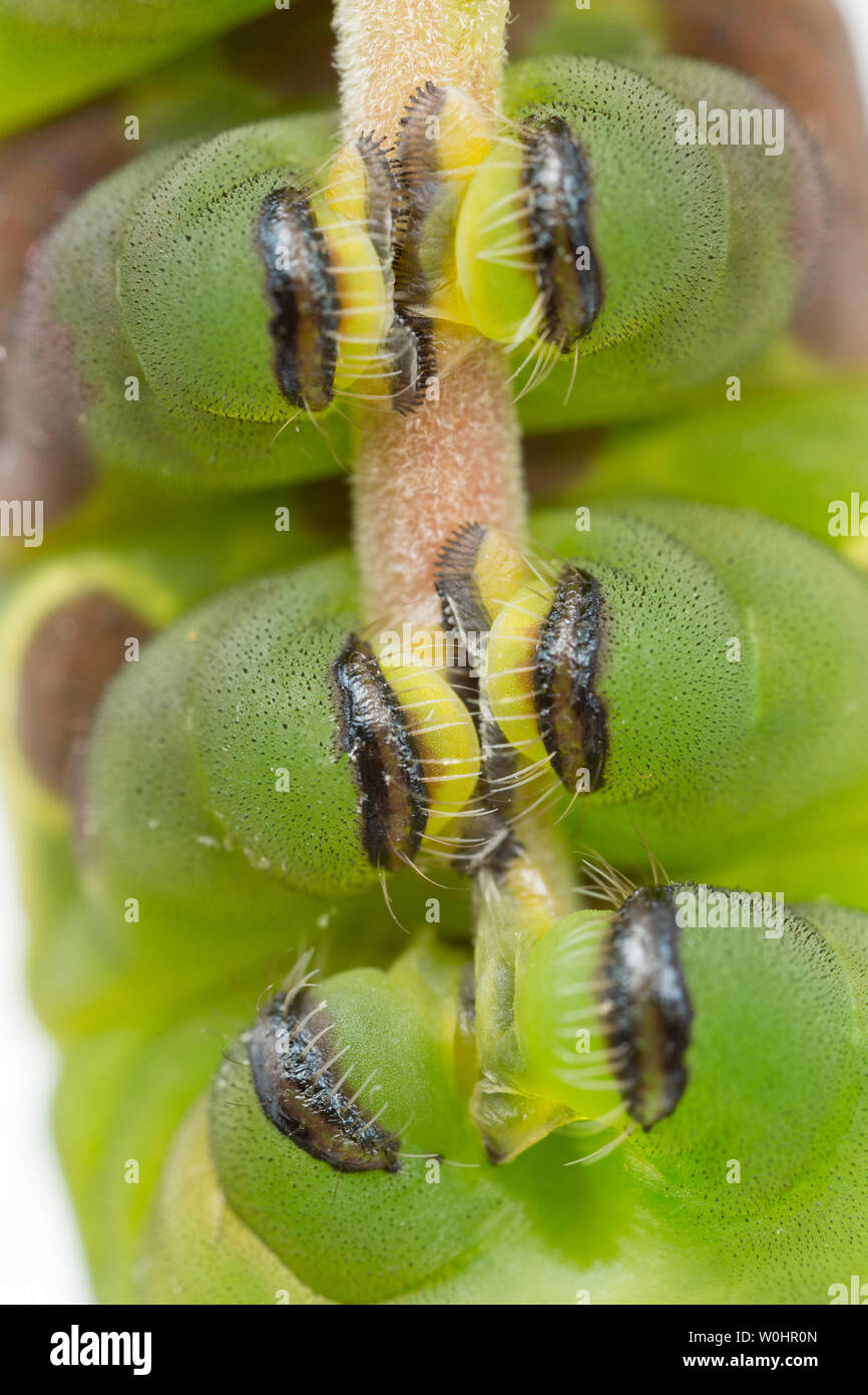 Larva prolegs hi-res stock photography and images - Alamy