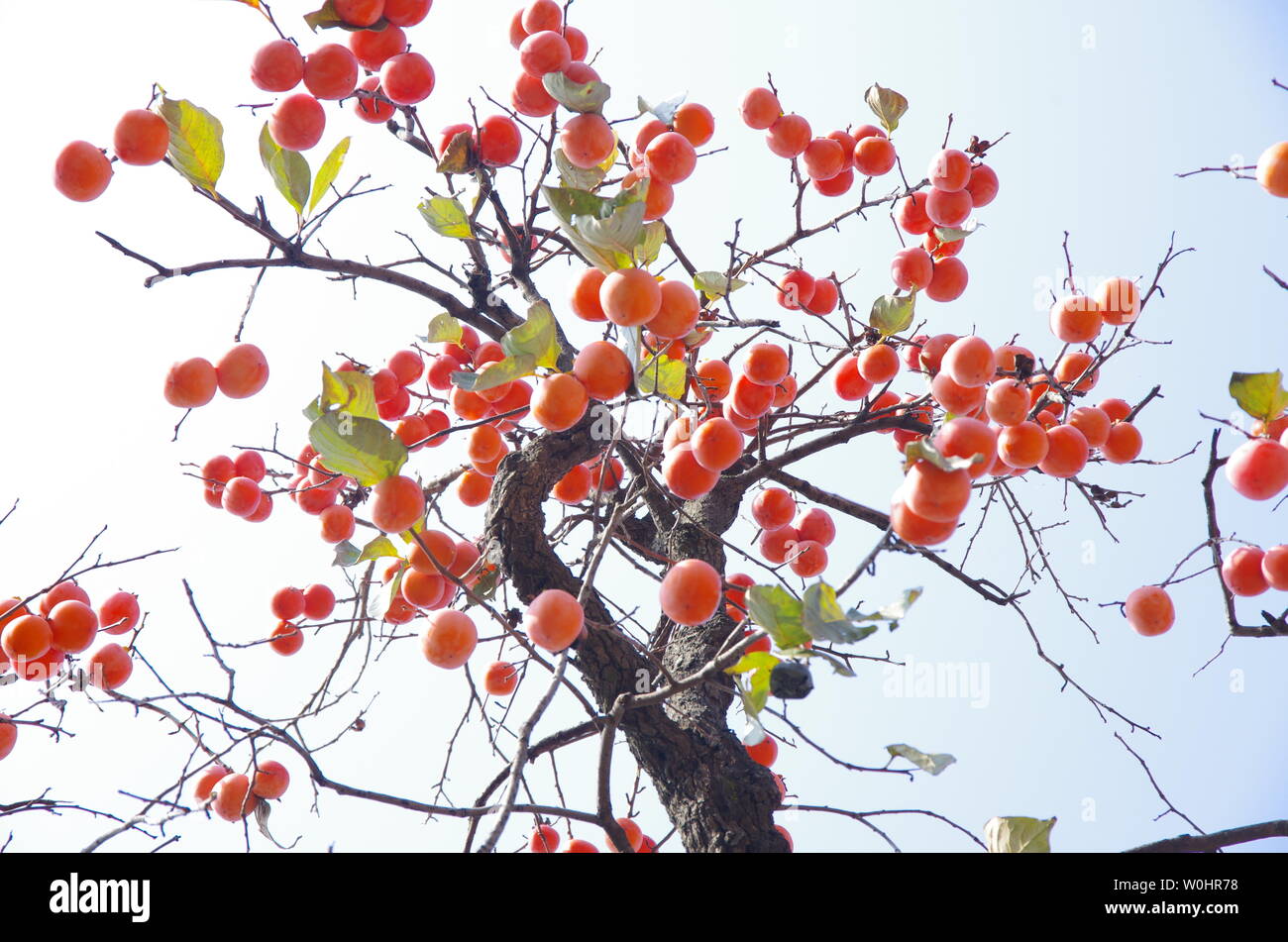 Persimmon tree china hi-res stock photography and images - Alamy