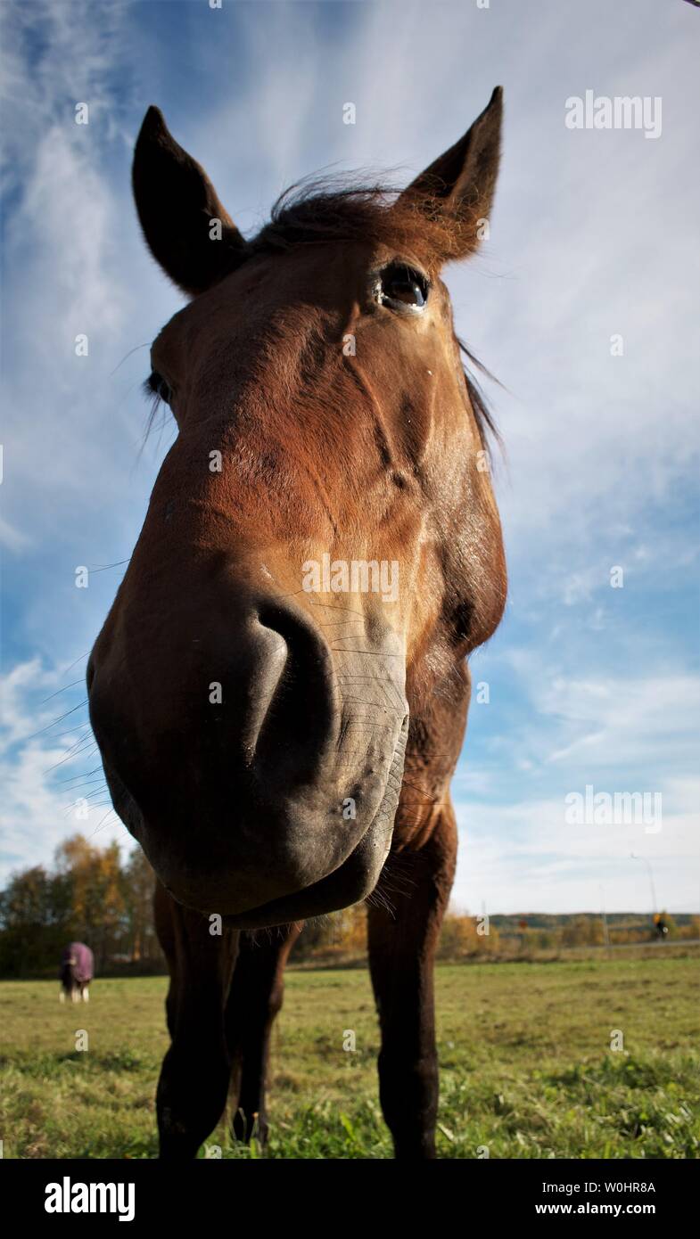 portrait of cute horse colt at sky background Stock Photo - Alamy