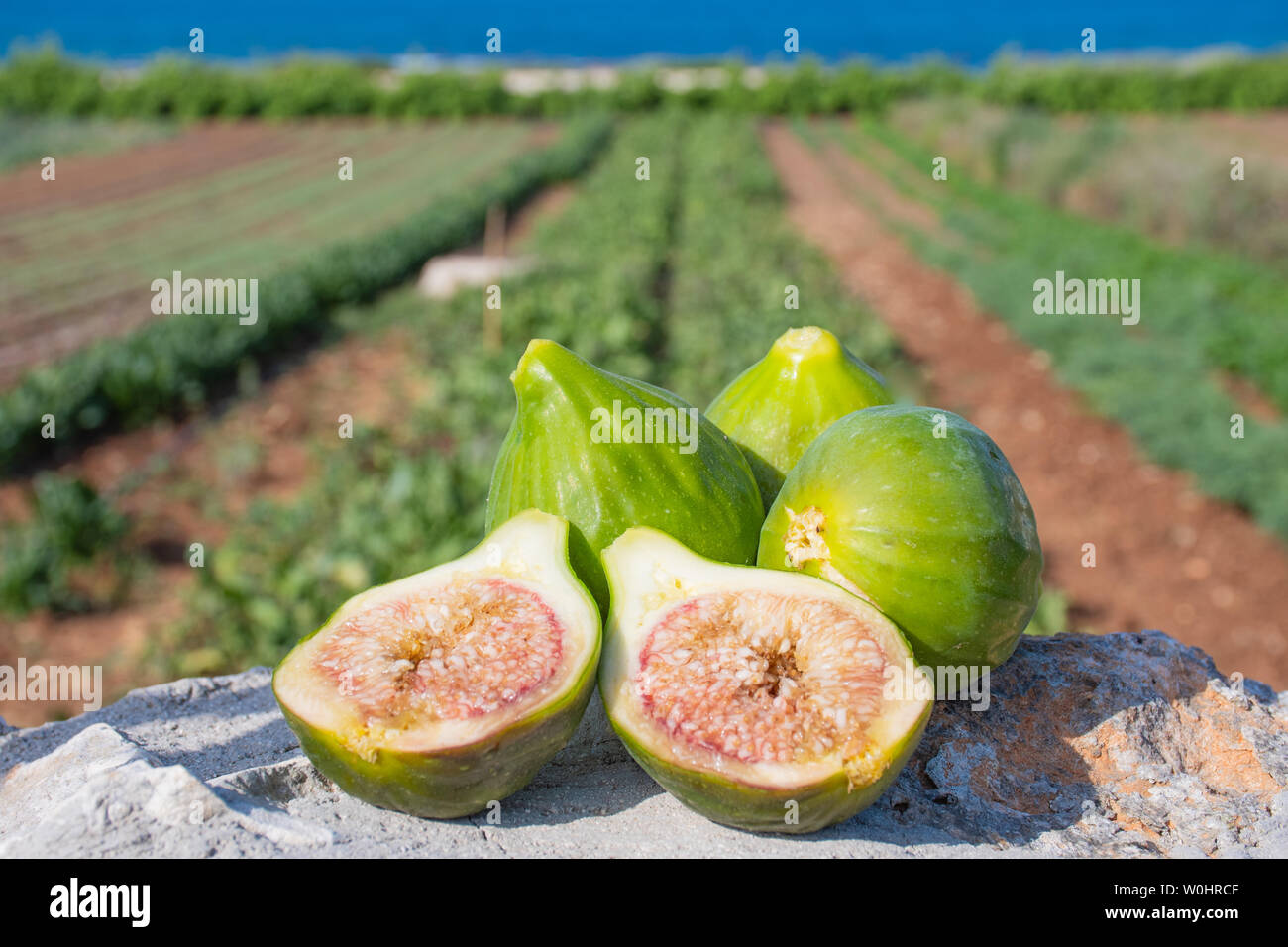 Fresh green figs on the rock with agriculture field on the background ...