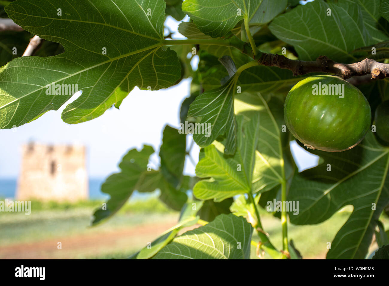 Fresh green fig on a branch of fig tree with green leaves with ...