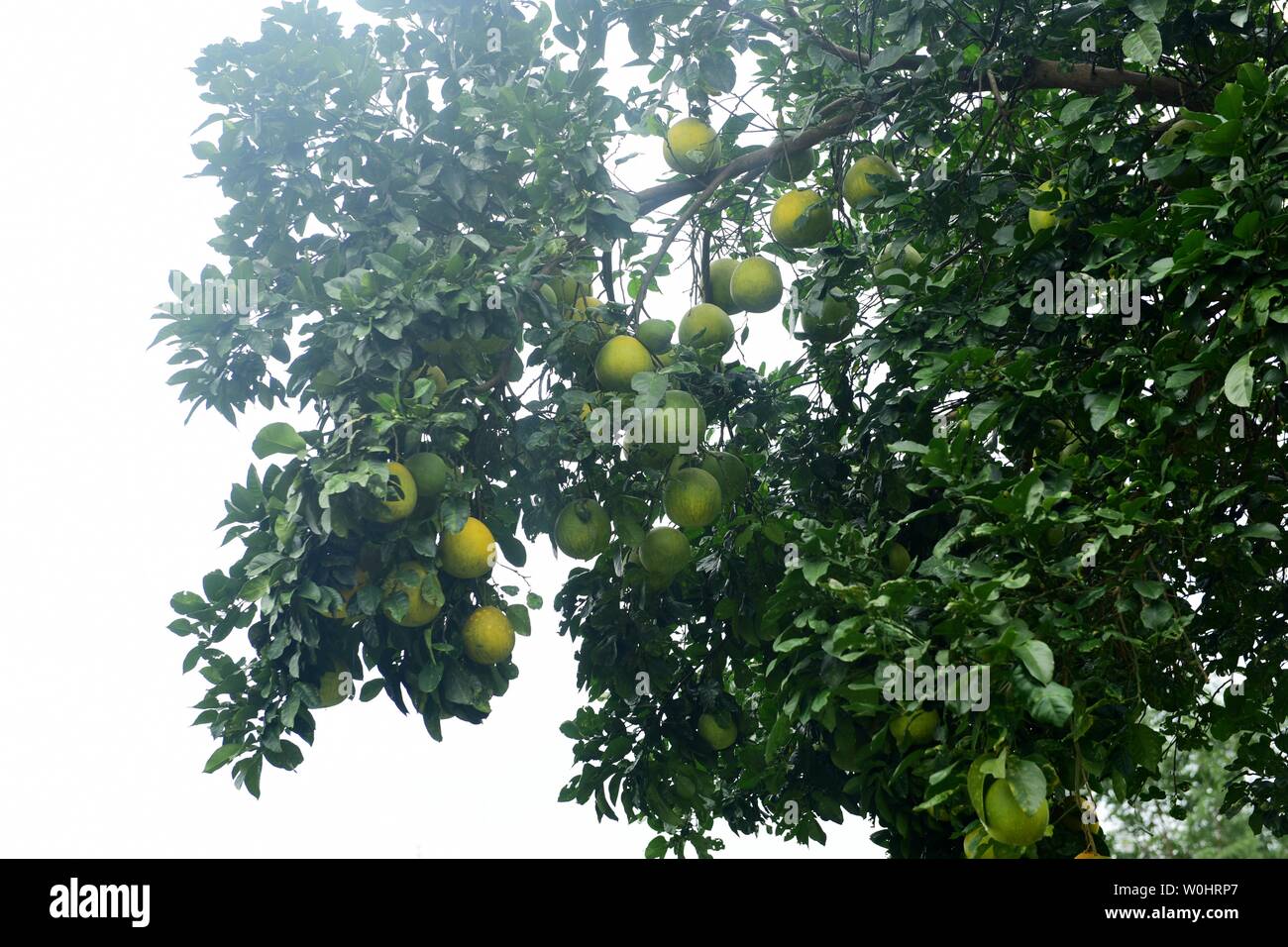 Pomelo planting hi-res stock photography and images - Alamy