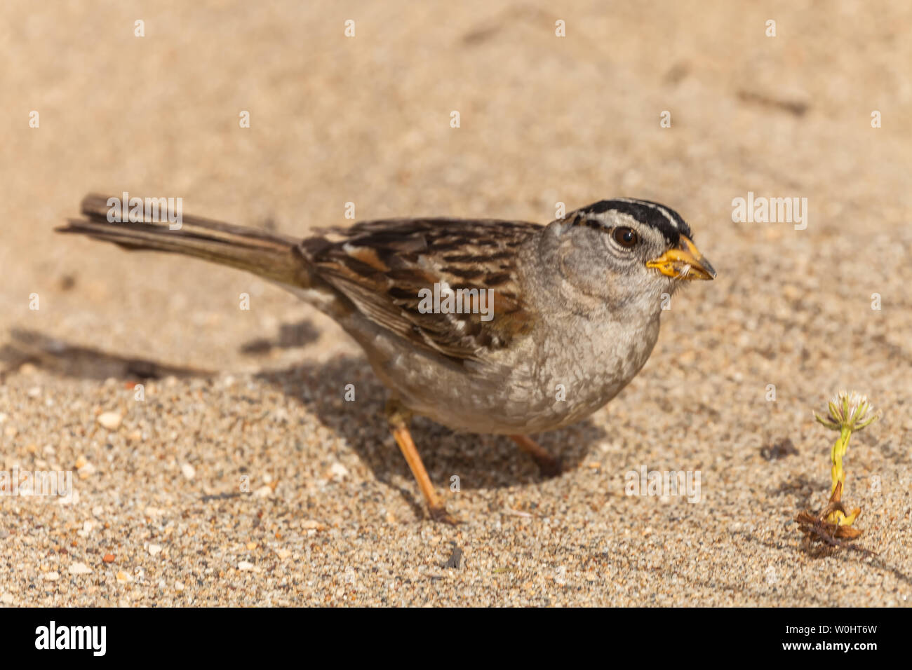 A white-crowned sparrow is searching for food among the vegetation at ...