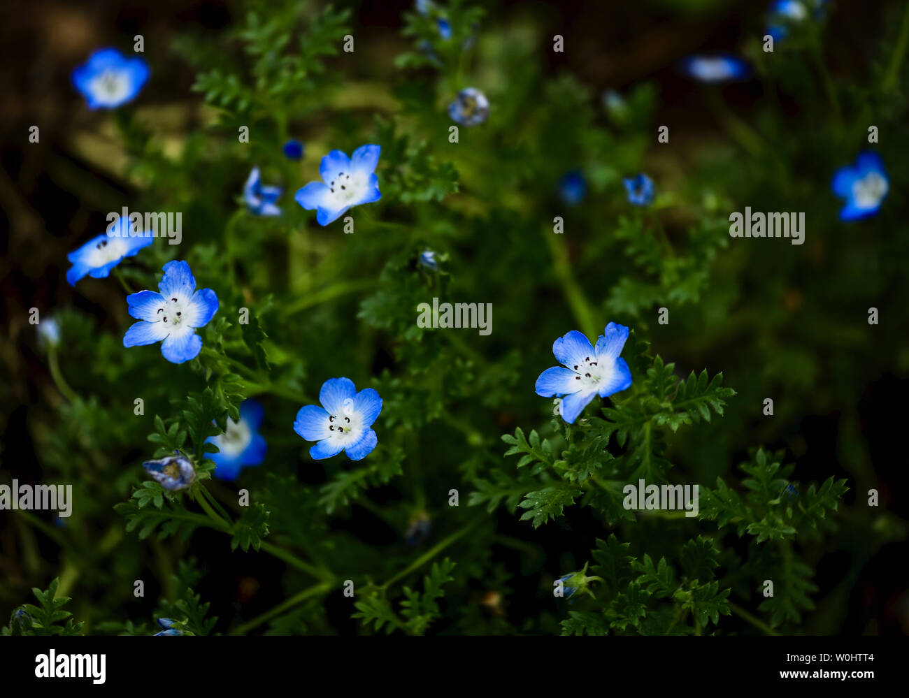 Little blue star Stock Photo - Alamy