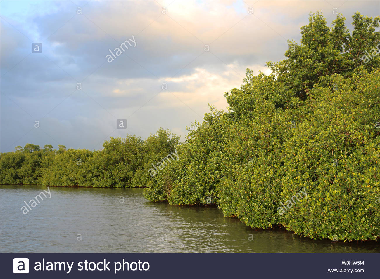 Swamp Red Mangrove Rhizophora Mangle High Resolution Stock Photography ...