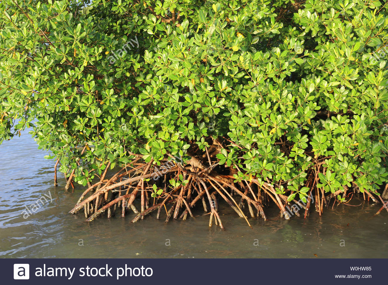 Swamp Red Mangrove Rhizophora Mangle High Resolution Stock Photography ...