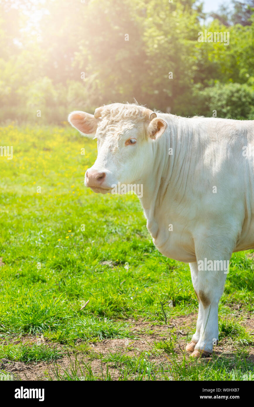 White Cows at the Green farmer pasture field landscape on a sunny ...
