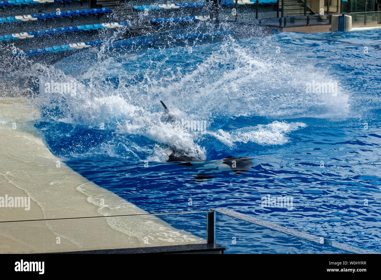 Orca underwater fish hi-res stock photography and images - Alamy
