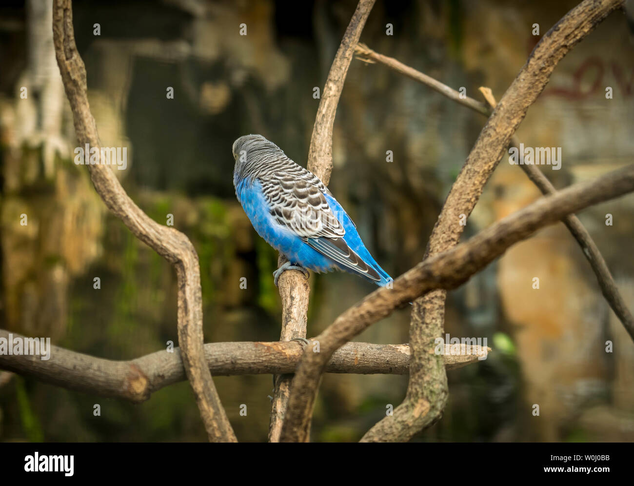 Blue bird perched hi-res stock photography and images - Alamy