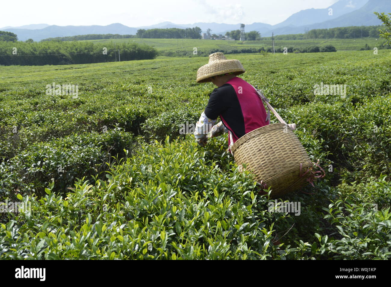 Hainan tea hi-res stock photography and images - Alamy