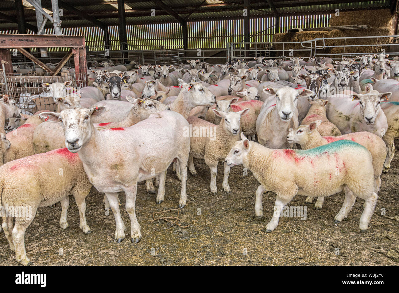 The sheep barn Stock Photo - Alamy
