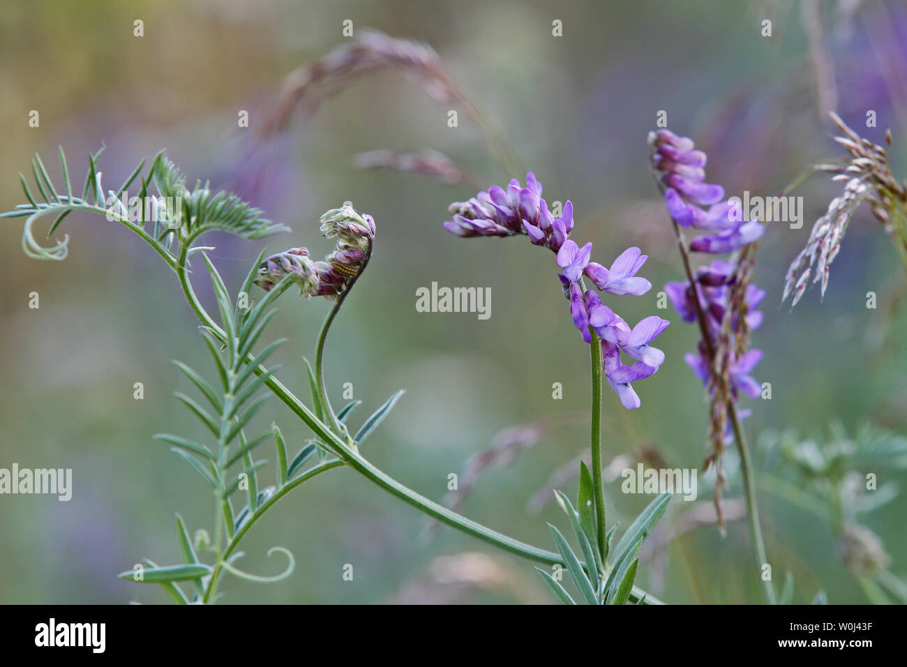 Tufted Vetch (Vicia cracca) blooming with violet and blue flowers in a ...