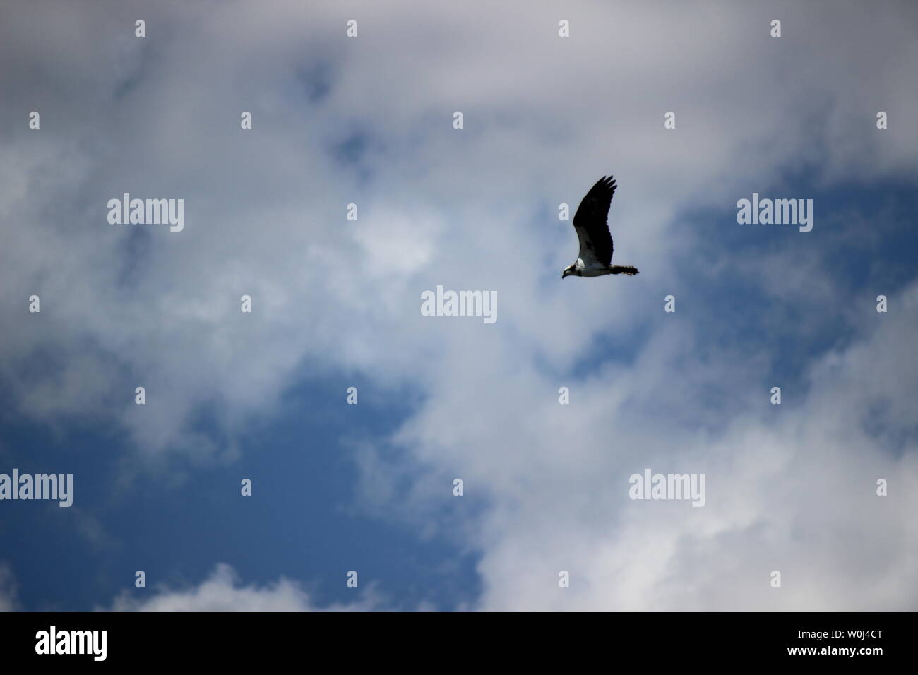 Flying back to the nest hi-res stock photography and images - Alamy